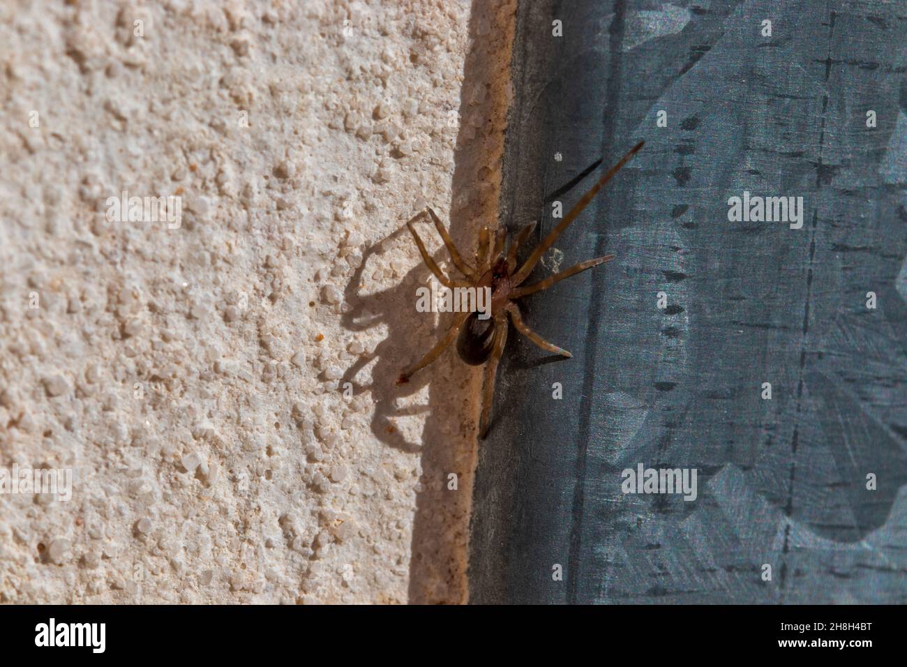 Haplogyne spiders hi-res stock photography and images - Alamy