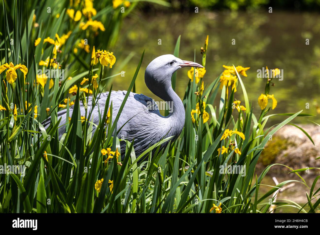The Blue Crane, Grus paradisea, is an endangered bird specie endemic to ...