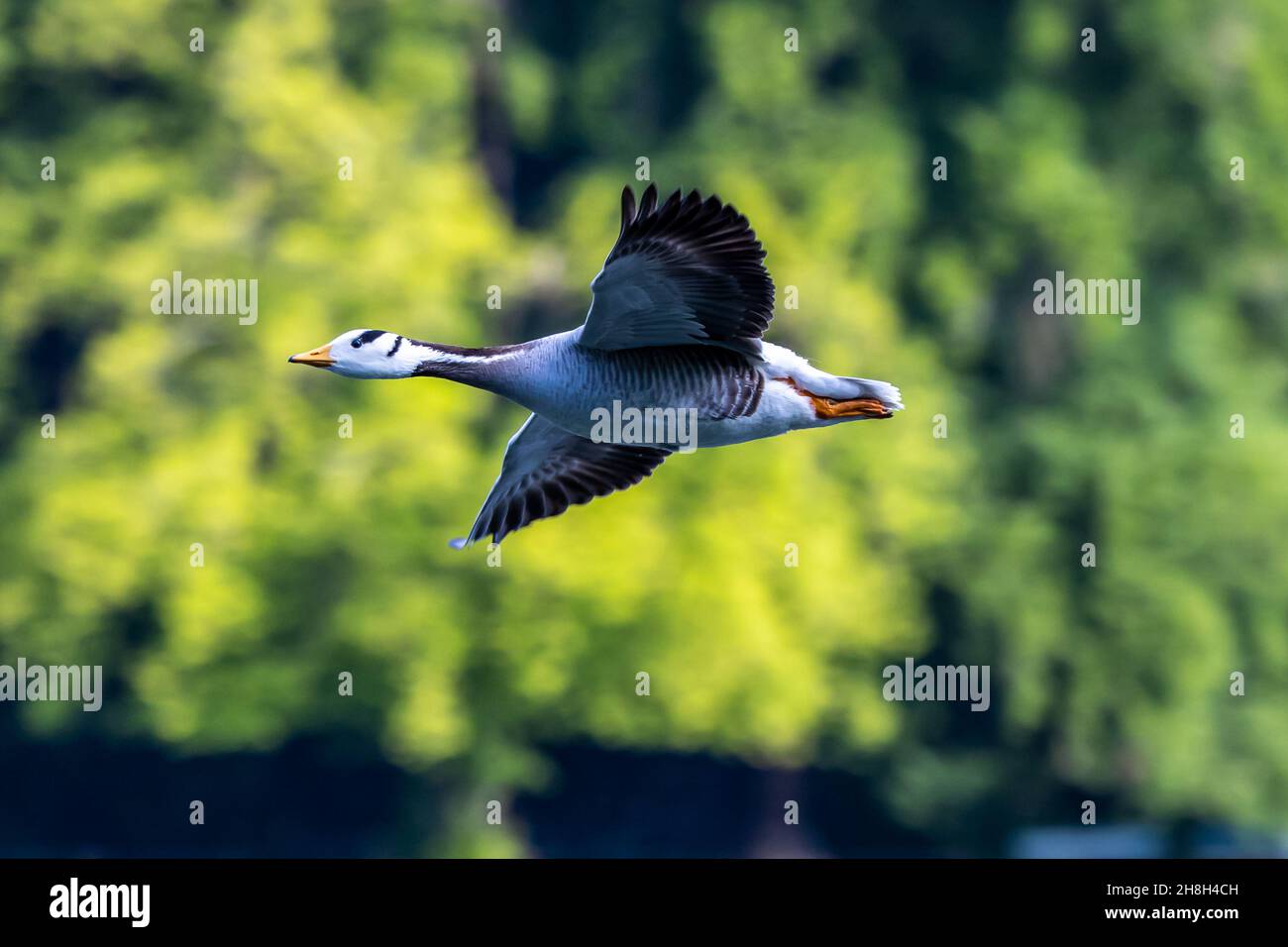 The bar-headed goose flying over a lake at Munich. Anser indicus breeds ...