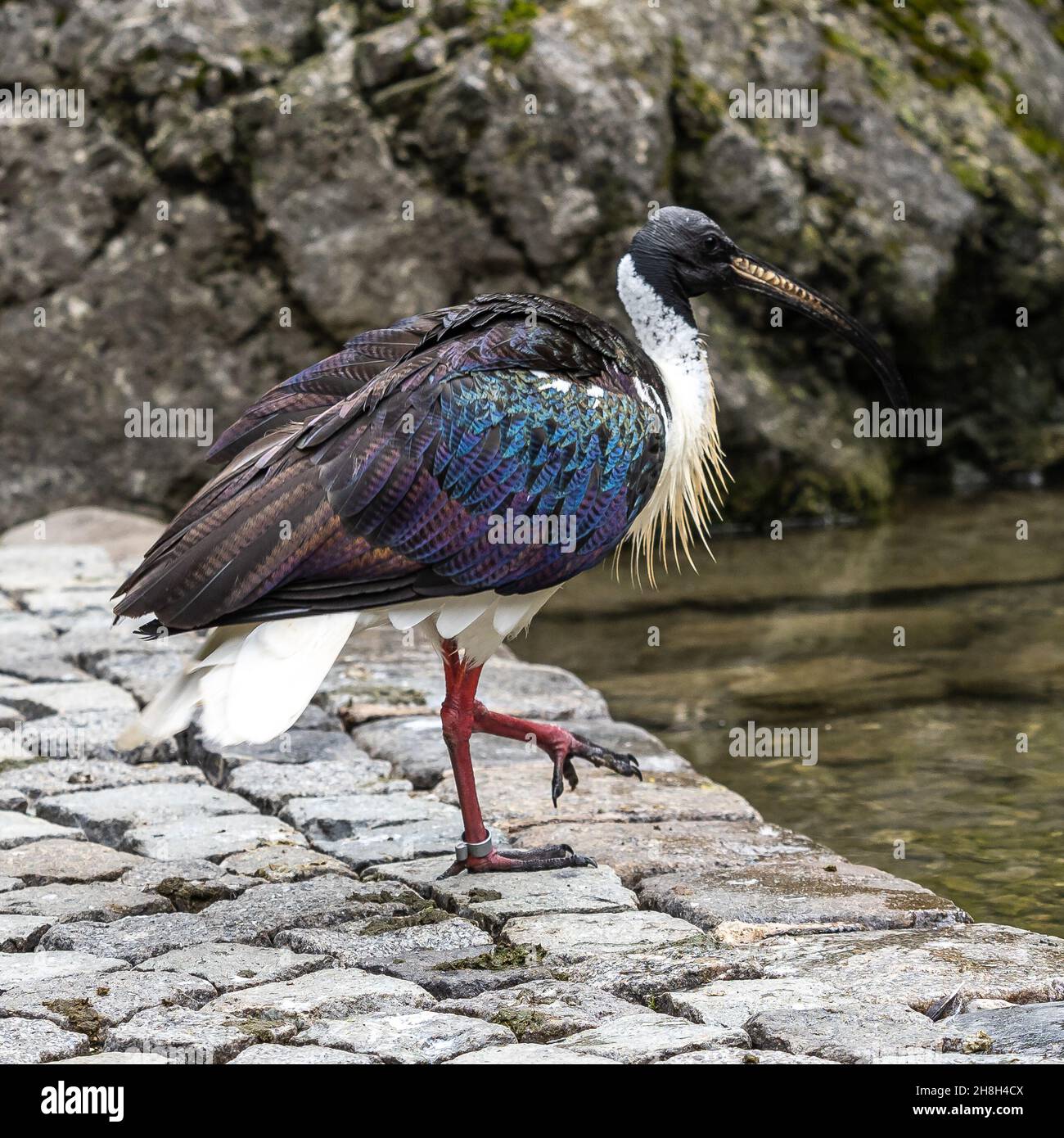 The Straw-necked Ibis, Threskiornis spinicollis is a bird of the ibis ...