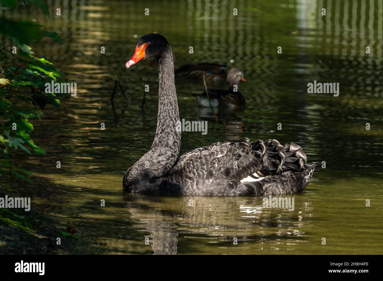The Black Swan, Cygnus atratus is a large waterbird, a species of swan ...