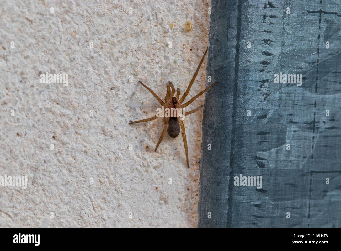 Haplogyne spiders hi-res stock photography and images - Alamy