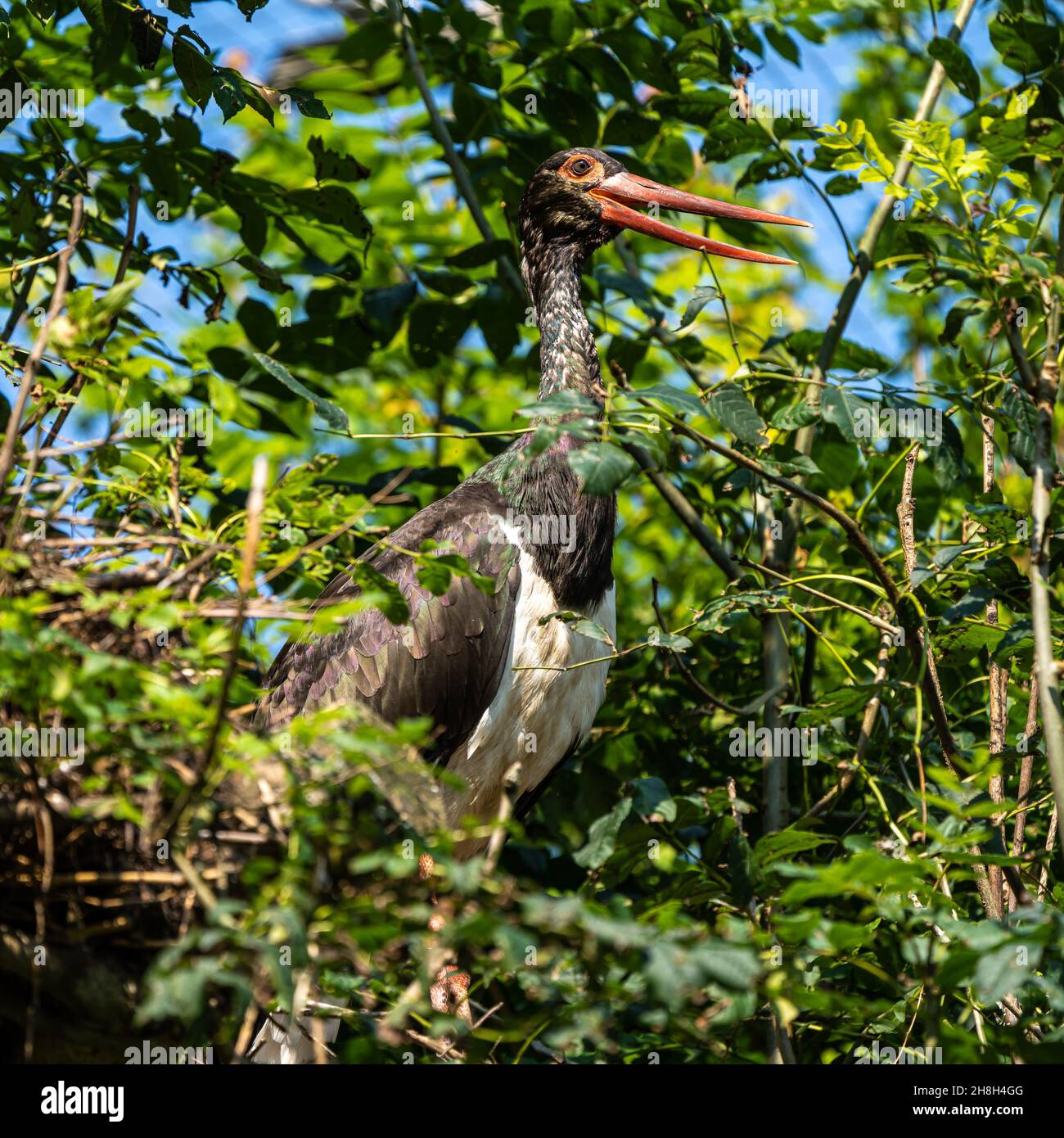 The Black stork, Ciconia nigra is a large bird in the stork family ...