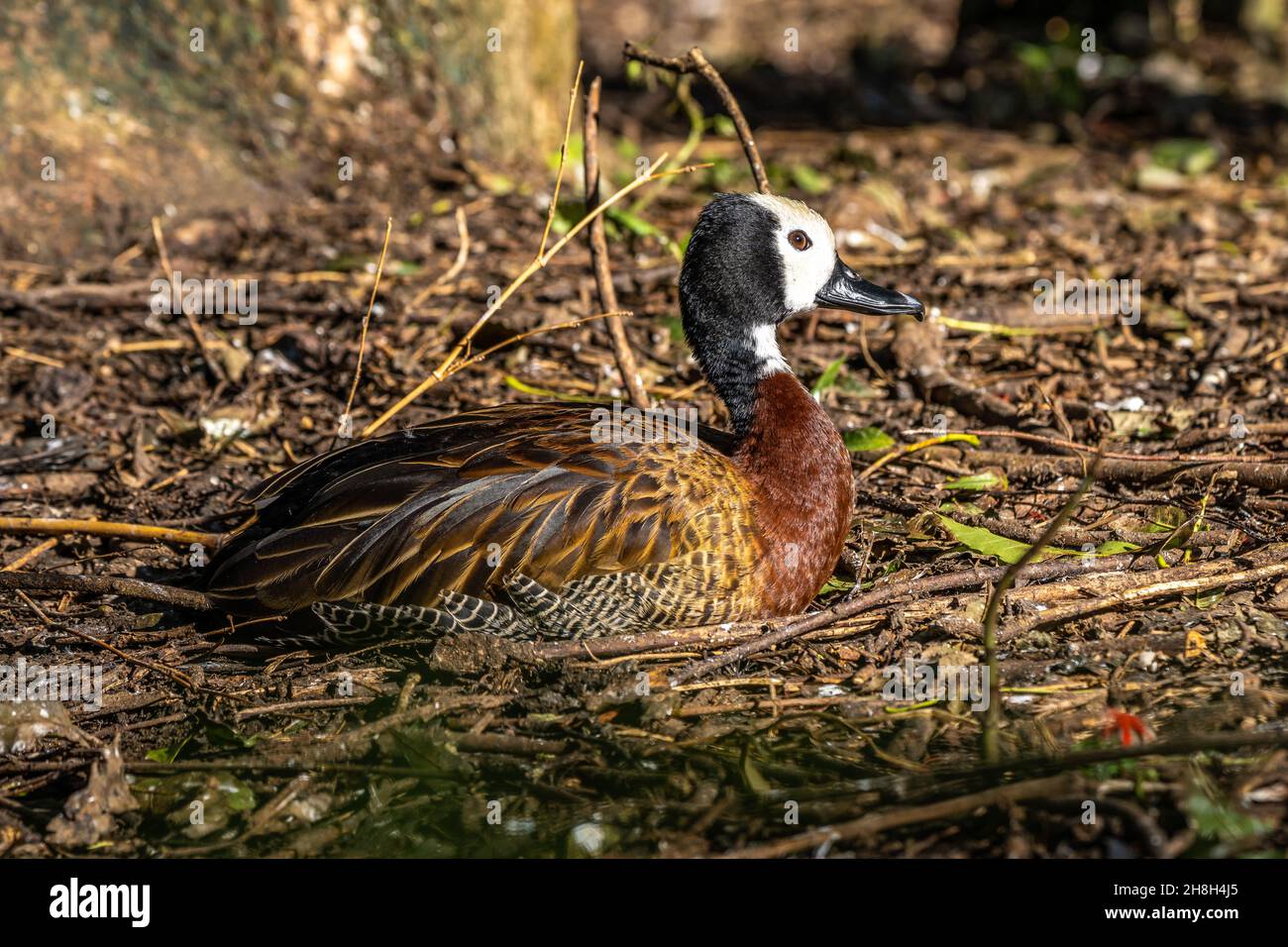 White-faced whistling duck, Dendrocygna viduata, noisy bird with a ...
