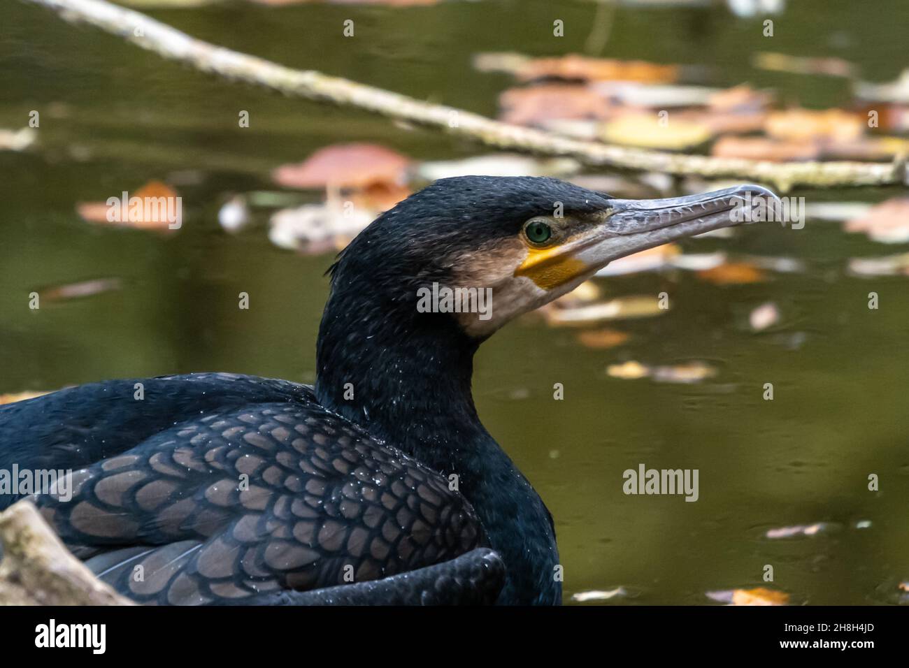 The great cormorant, Phalacrocorax carbo known as the great black ...