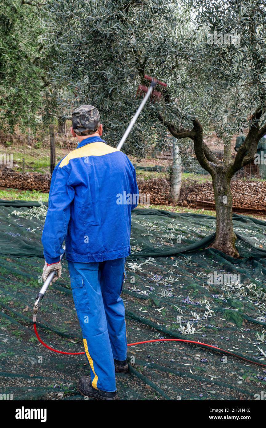 Hydraulic hands picking olives in hi-res stock photography and images ...