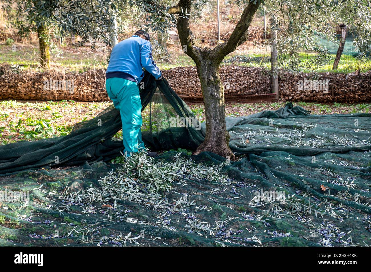 worker harvesting olive with hydraulic hands in autumn Stock Photo - Alamy