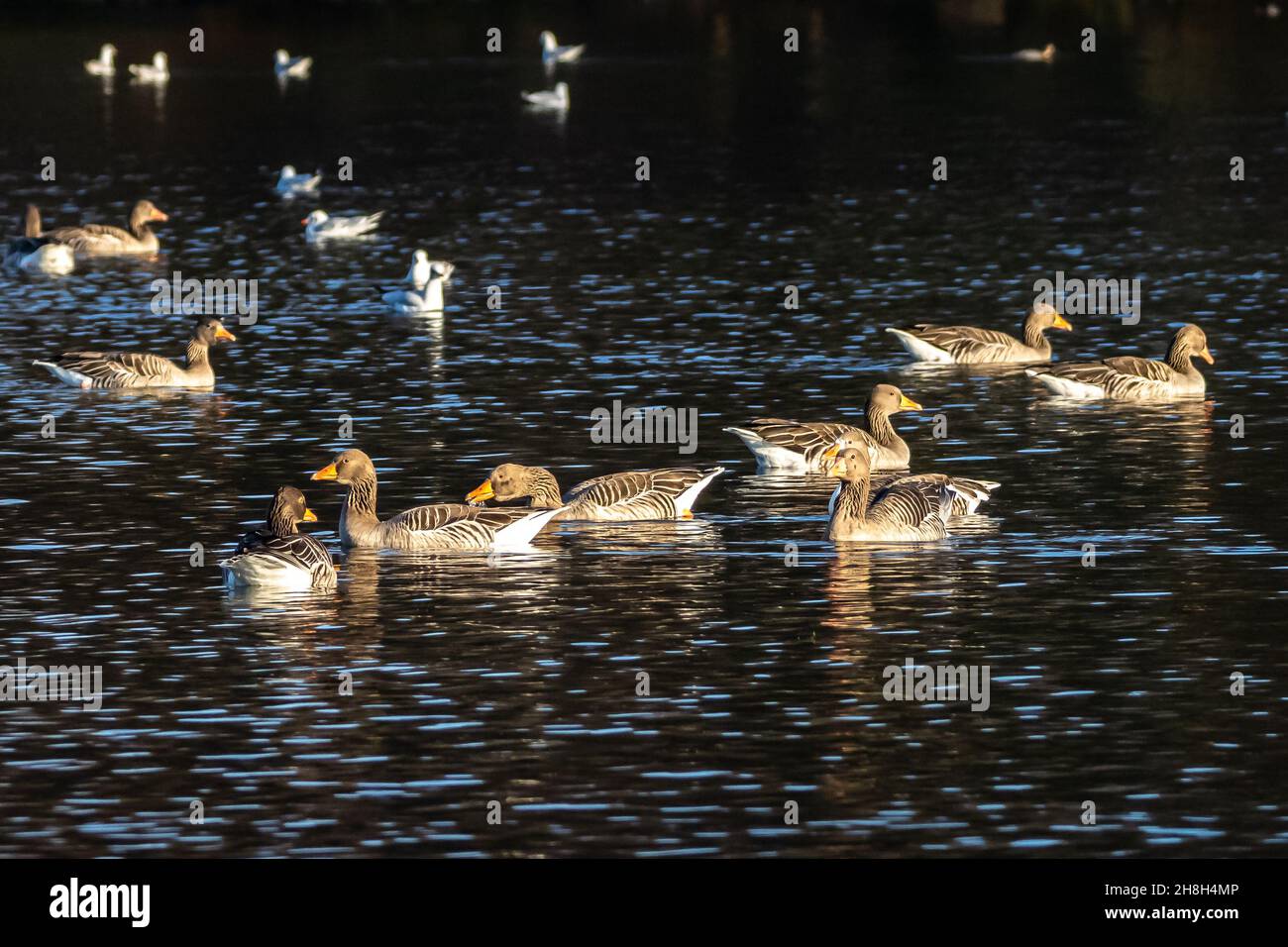 The greylag goose, Anser anser is a species of large goose in the ...