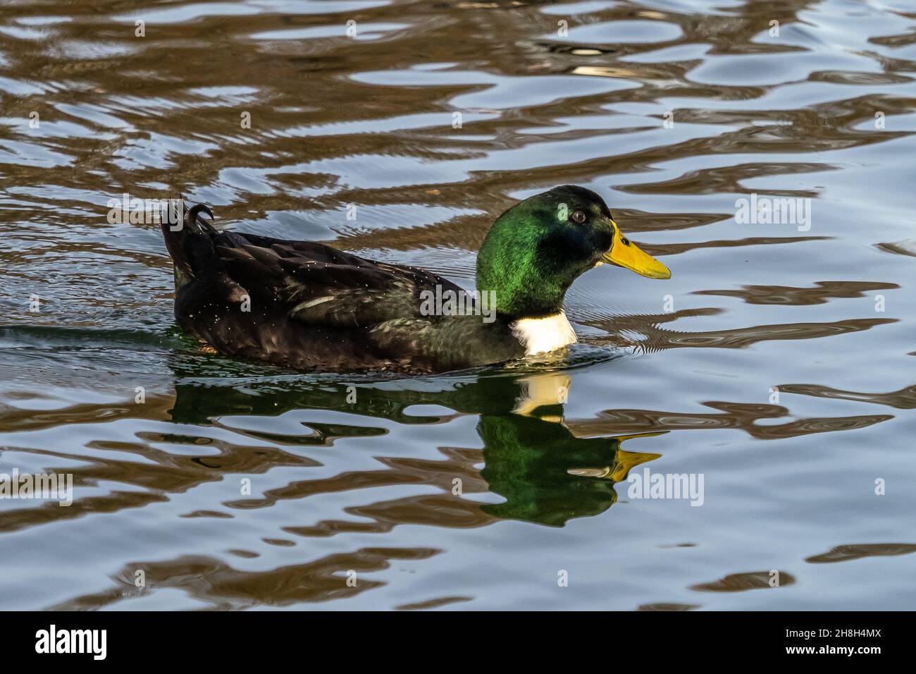 The mallard, Anas platyrhynchos is a dabbling duck. Here swimming in a ...