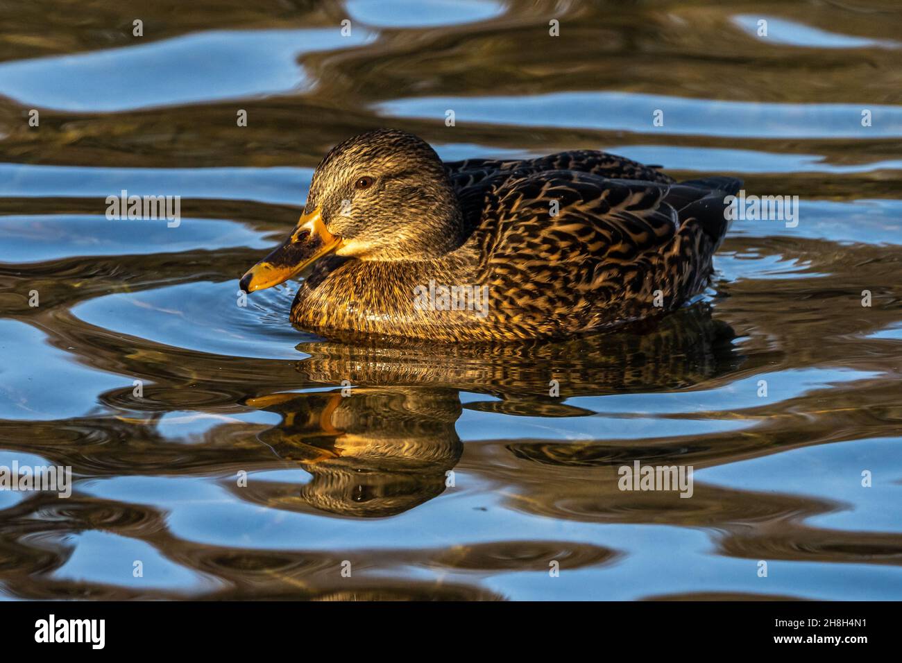 The mallard, Anas platyrhynchos is a dabbling duck. Here swimming in a ...