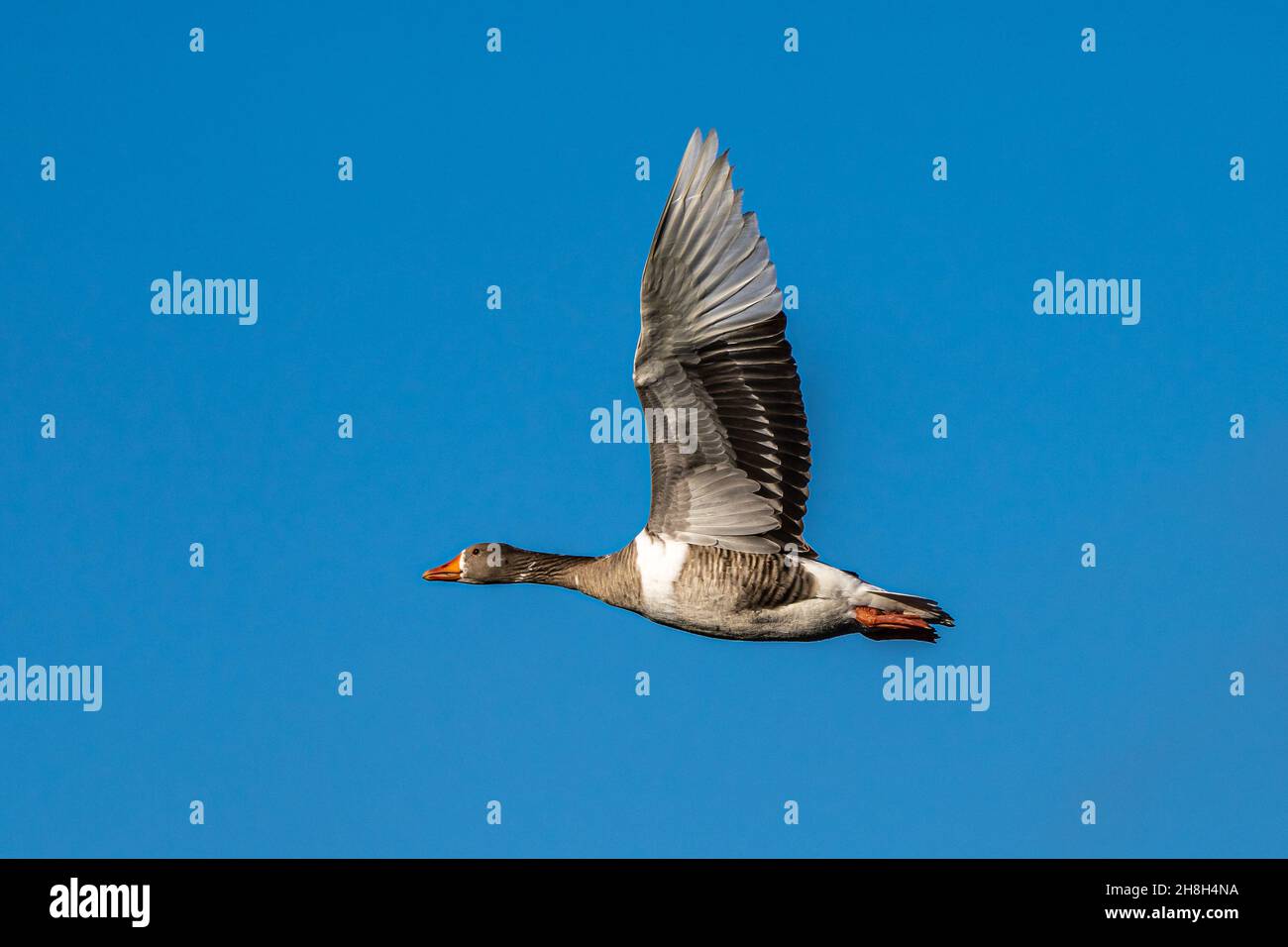 The greylag goose, Anser anser is a species of large goose in the ...