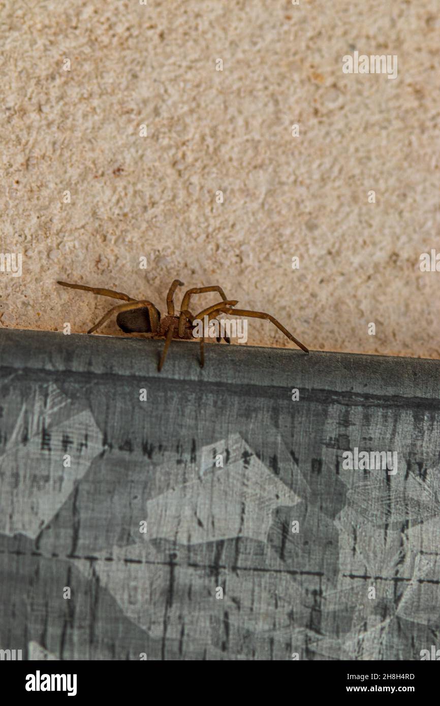 Haplogyne spiders hi-res stock photography and images - Alamy