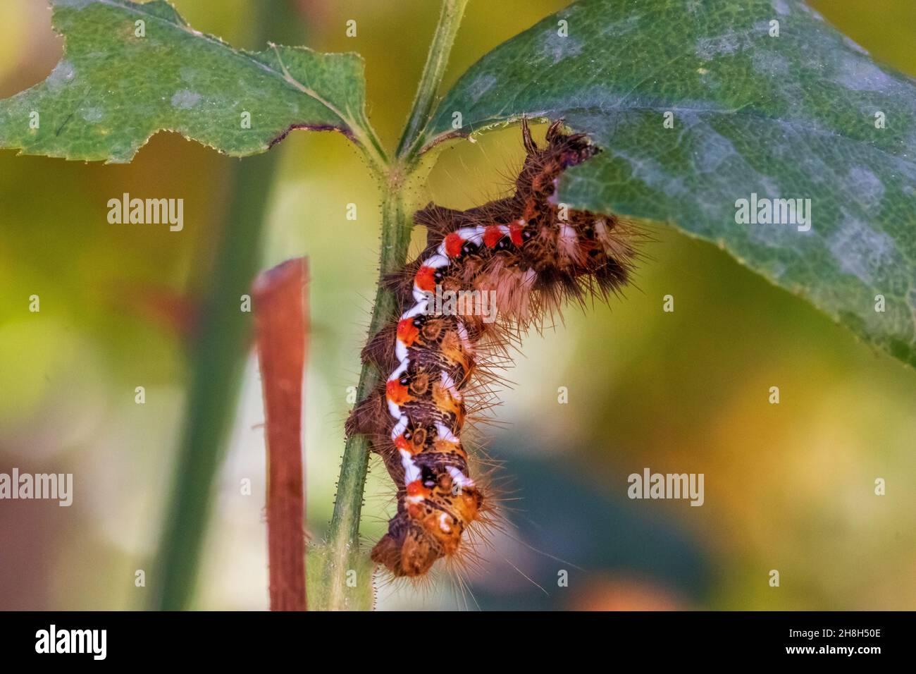 Acronicta rumicis, knot grass moth Stock Photo - Alamy