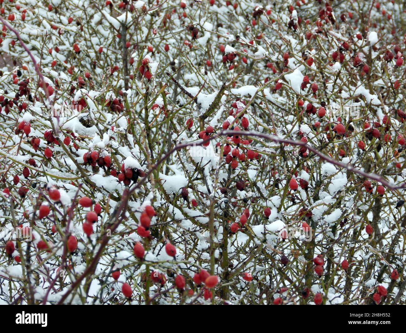 Rose hips covered in snow hi-res stock photography and images - Alamy