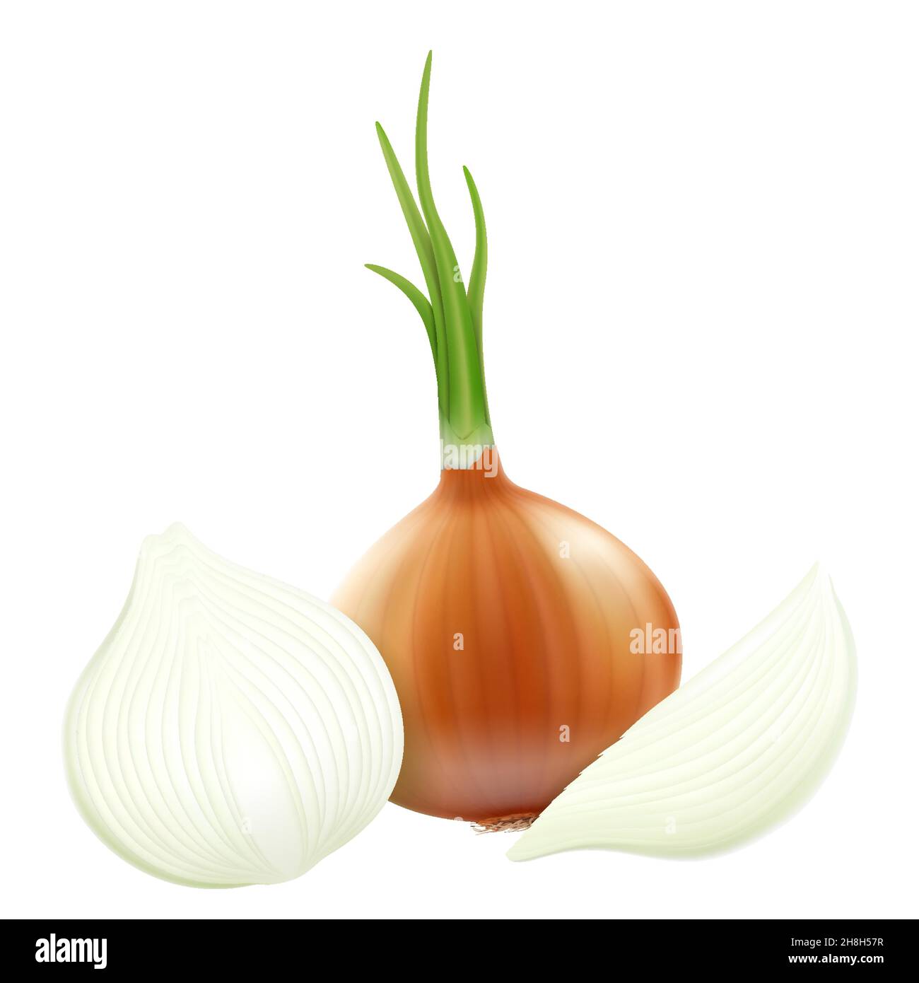 Clipart Yellow Onion