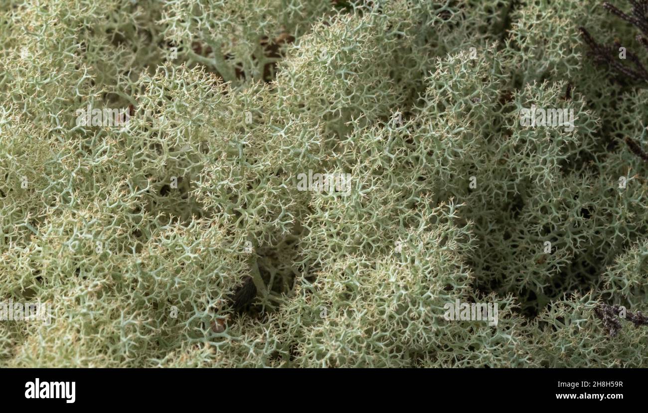 Macro Detail of Cladonia sp. Lichen in Winter Stock Photo - Alamy