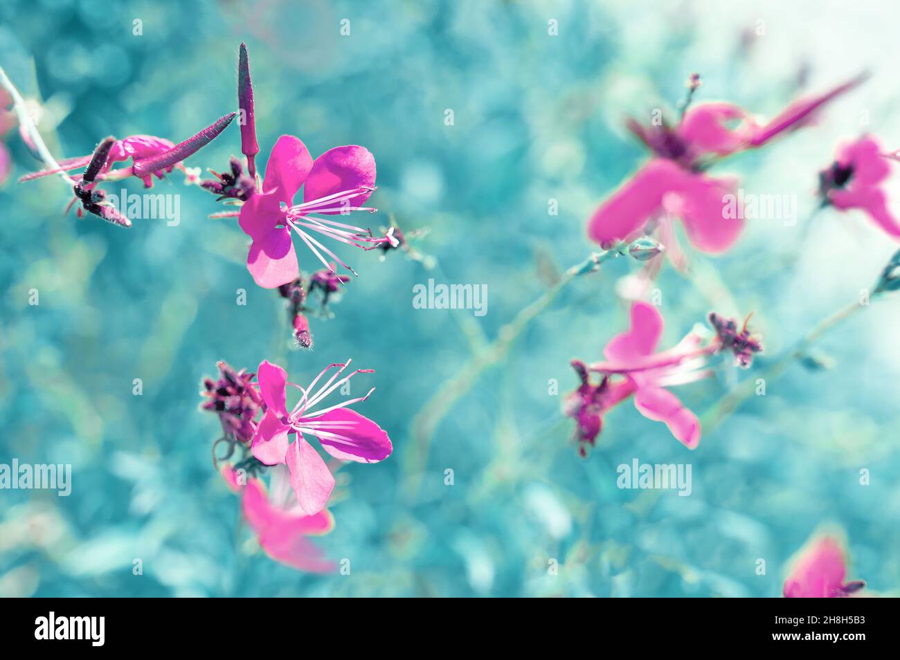 Beautiful wild flowers in the sunlight background. Shot with selective ...