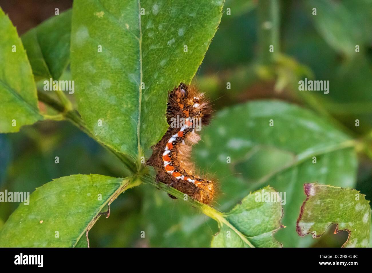 Acronicta rumicis, knot grass moth Stock Photo - Alamy