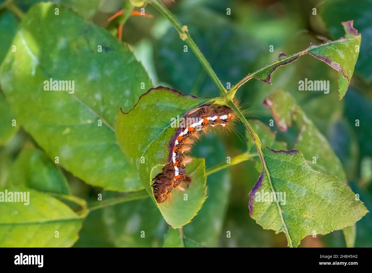 Acronicta rumicis, knot grass moth Stock Photo - Alamy