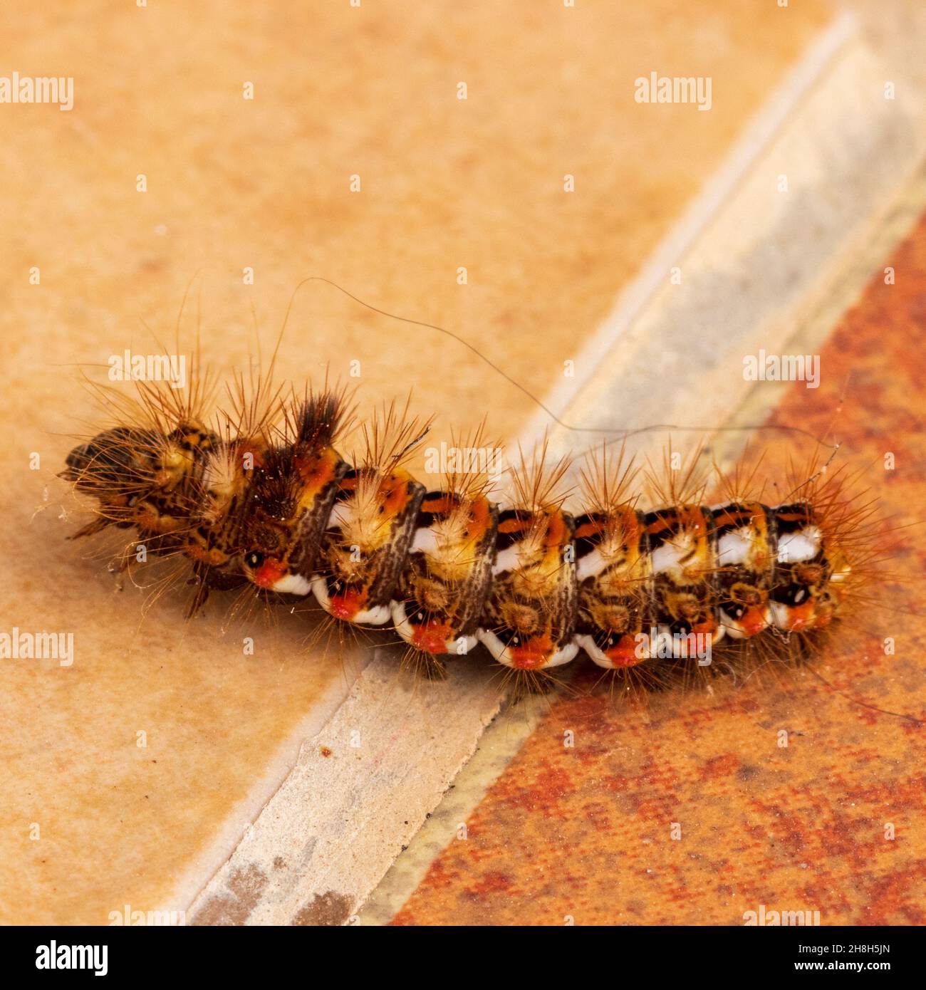Knot grass moth caterpillar larva hi-res stock photography and images ...