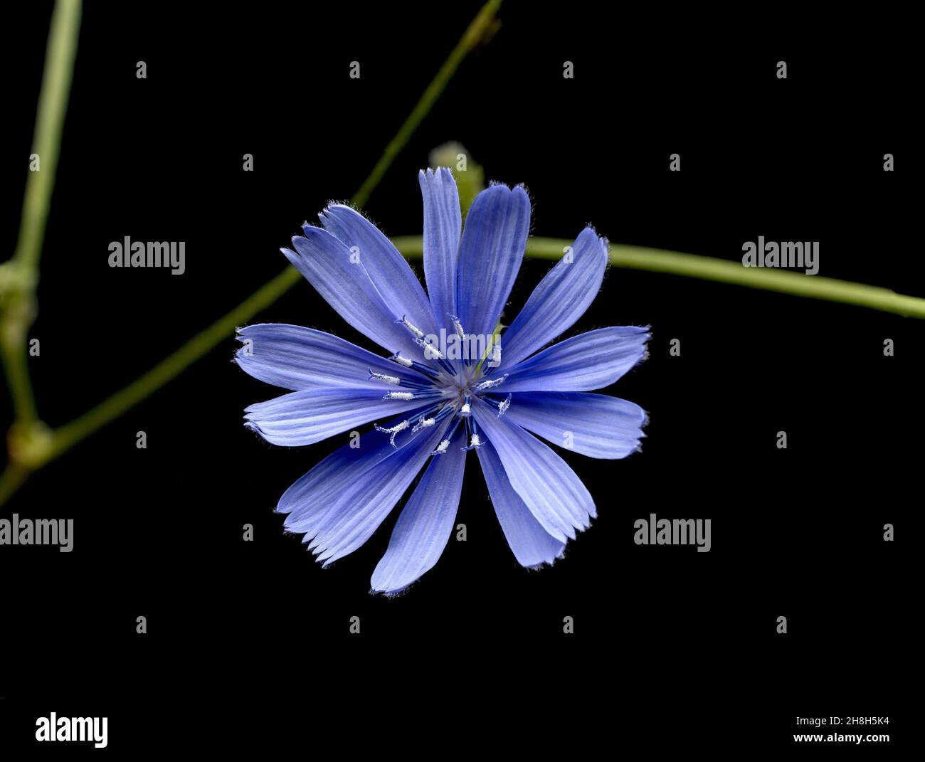Blue isolated cichorium, Cichorium intybus flower on black background, Common chicory Stock ...
