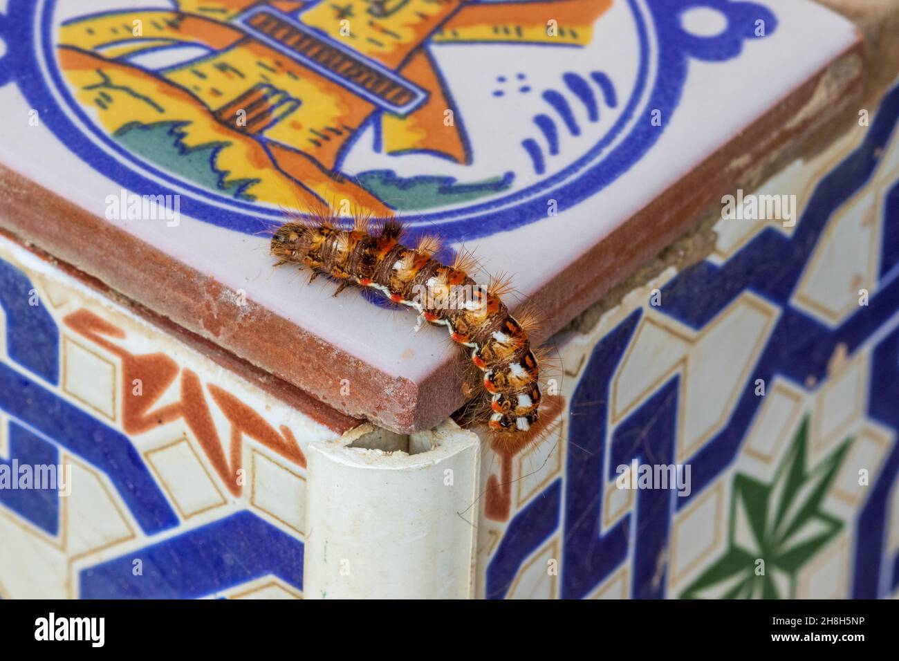 Acronicta rumicis, knot grass moth Stock Photo - Alamy