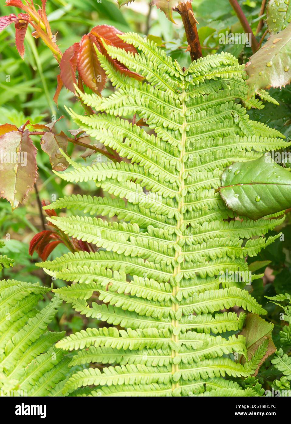 Green background with a fern on a sunny day. Beauty in nature in the ...