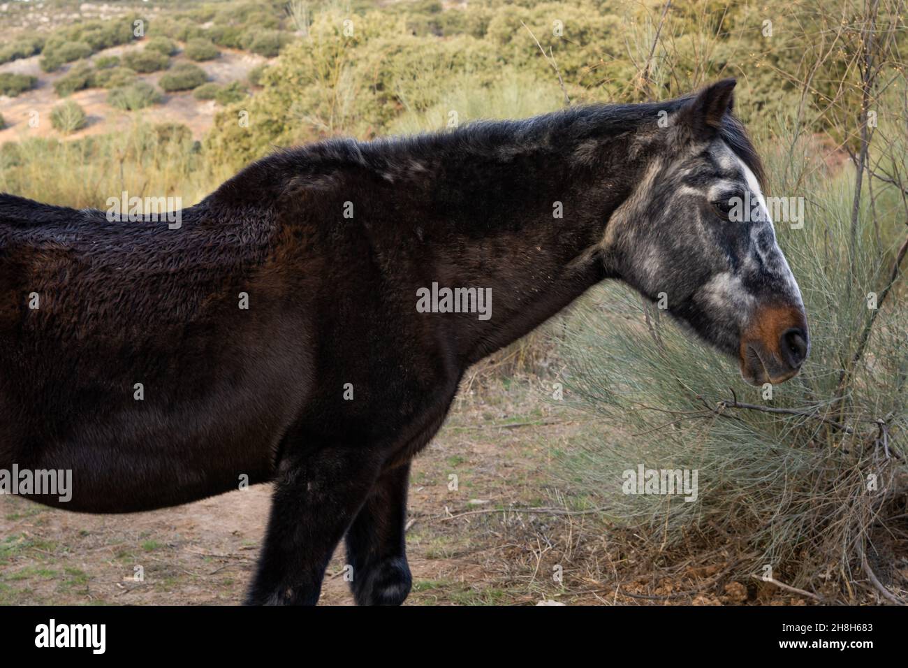 donkeys of the serrania of ronda Stock Photo - Alamy