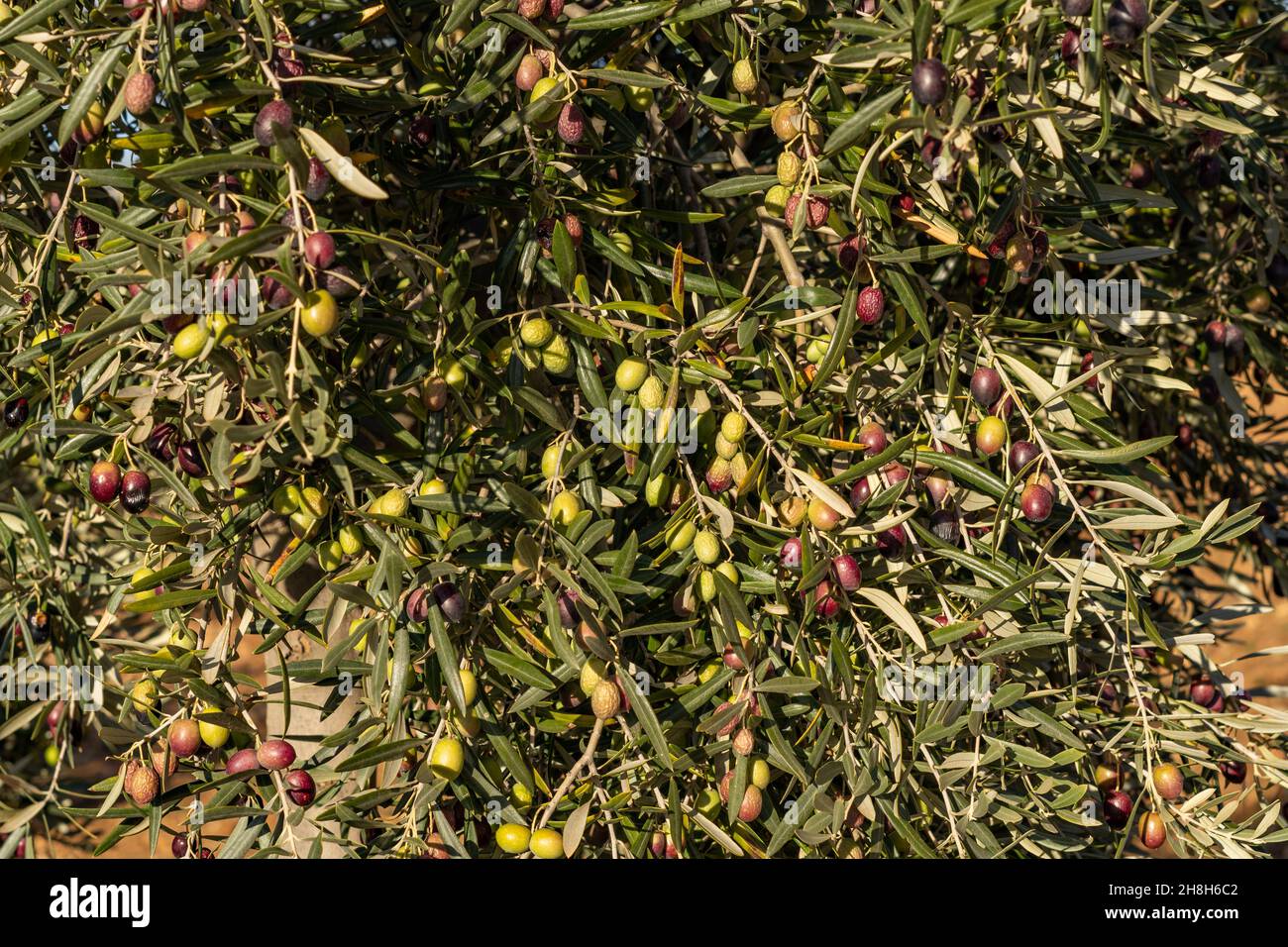 olives ripening on the olive tree Stock Photo - Alamy