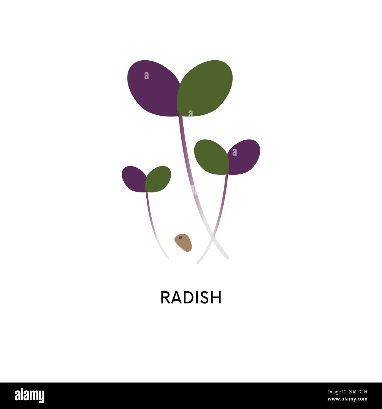 Radish microgreens and seed vector illustration. Superfood, home ...