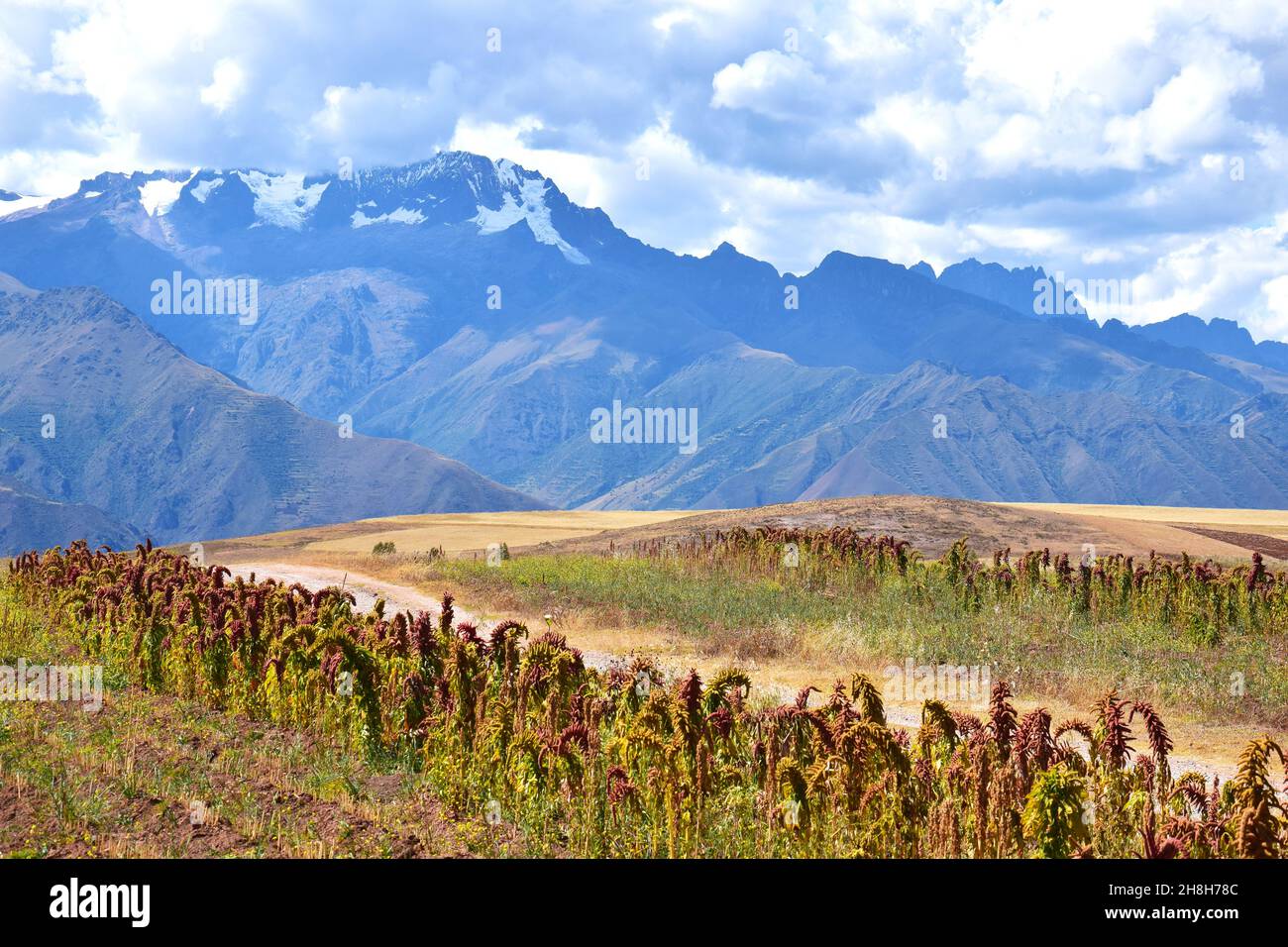 Andean ancient plant hi-res stock photography and images - Alamy