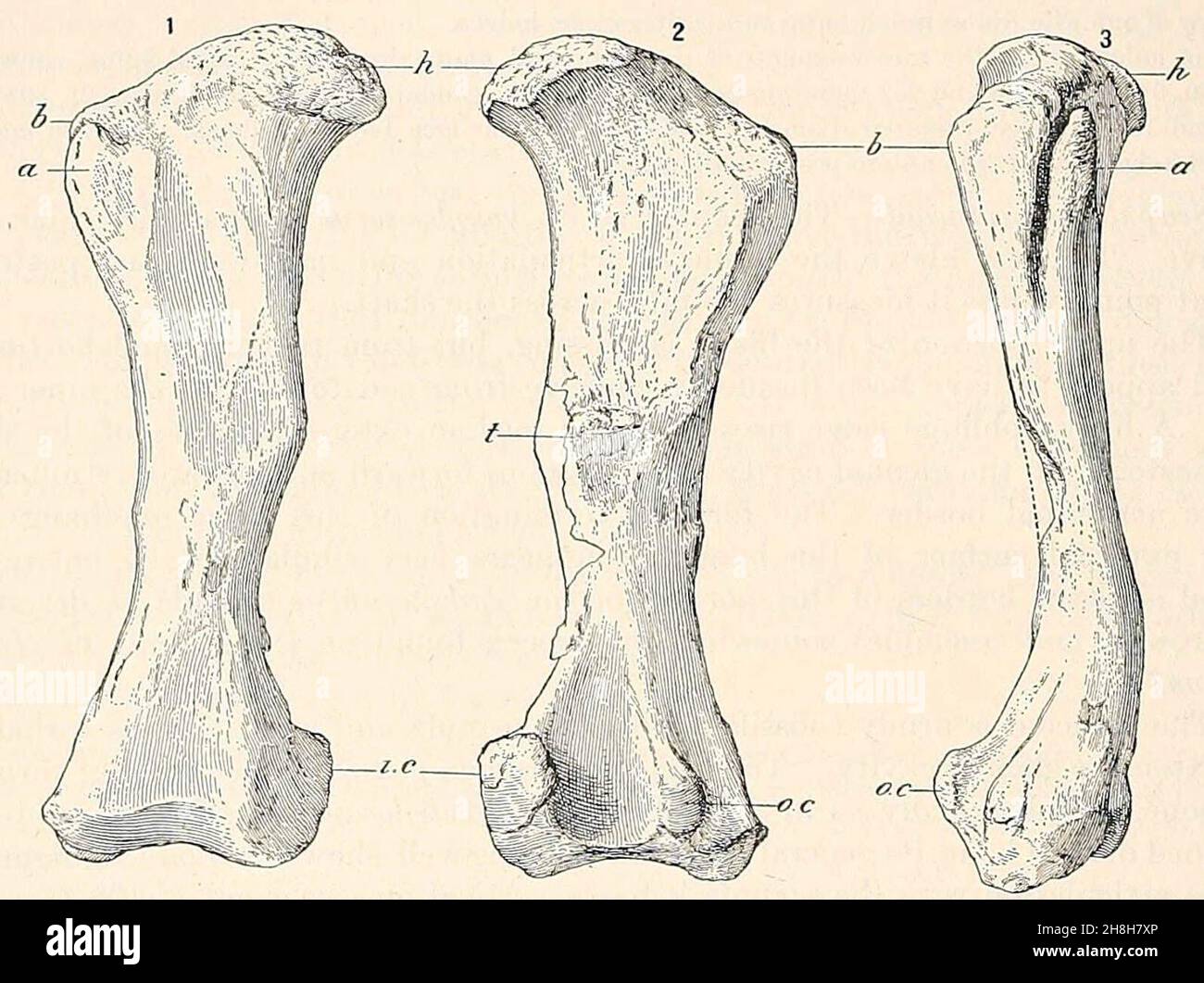 Dinosaur femur hi-res stock photography and images - Alamy