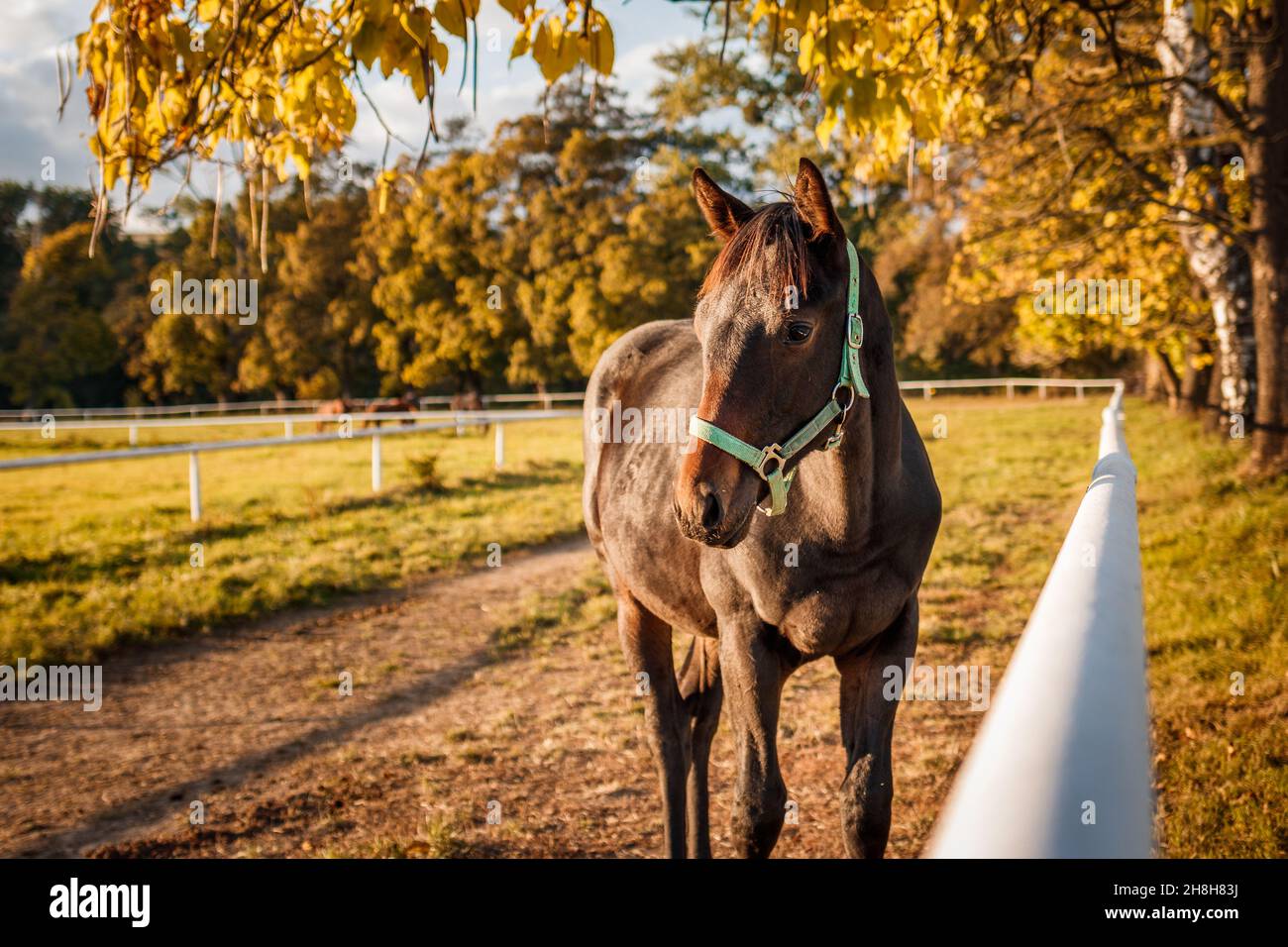 Fall foliage horse farm in hi-res stock photography and images - Alamy