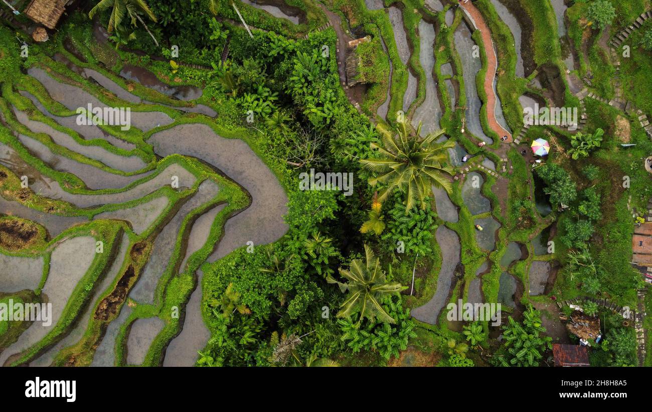 Ubud agriculture hi-res stock photography and images - Alamy