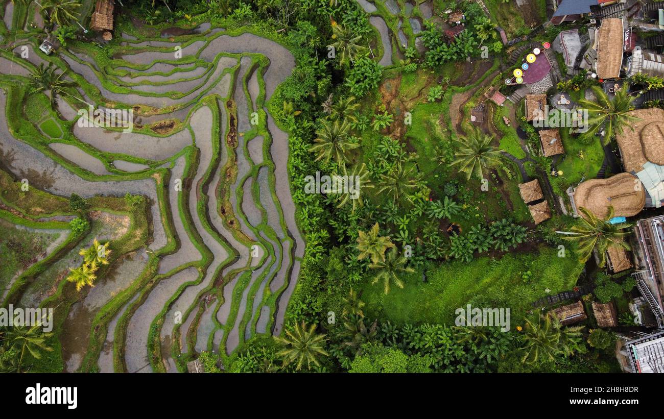 Ubud nature hi-res stock photography and images - Alamy