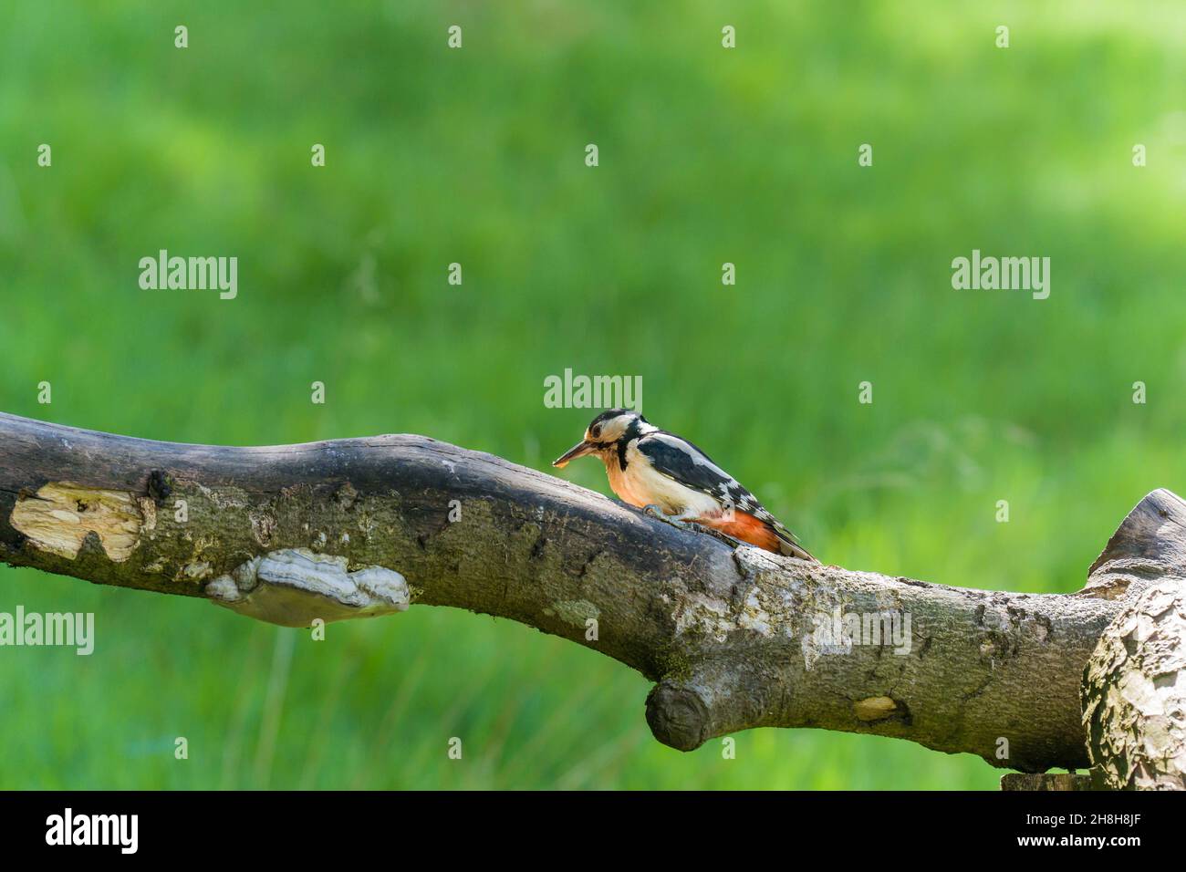 Great Spotted Woodpecker (Dendrocopos major) female perched on fallen ...
