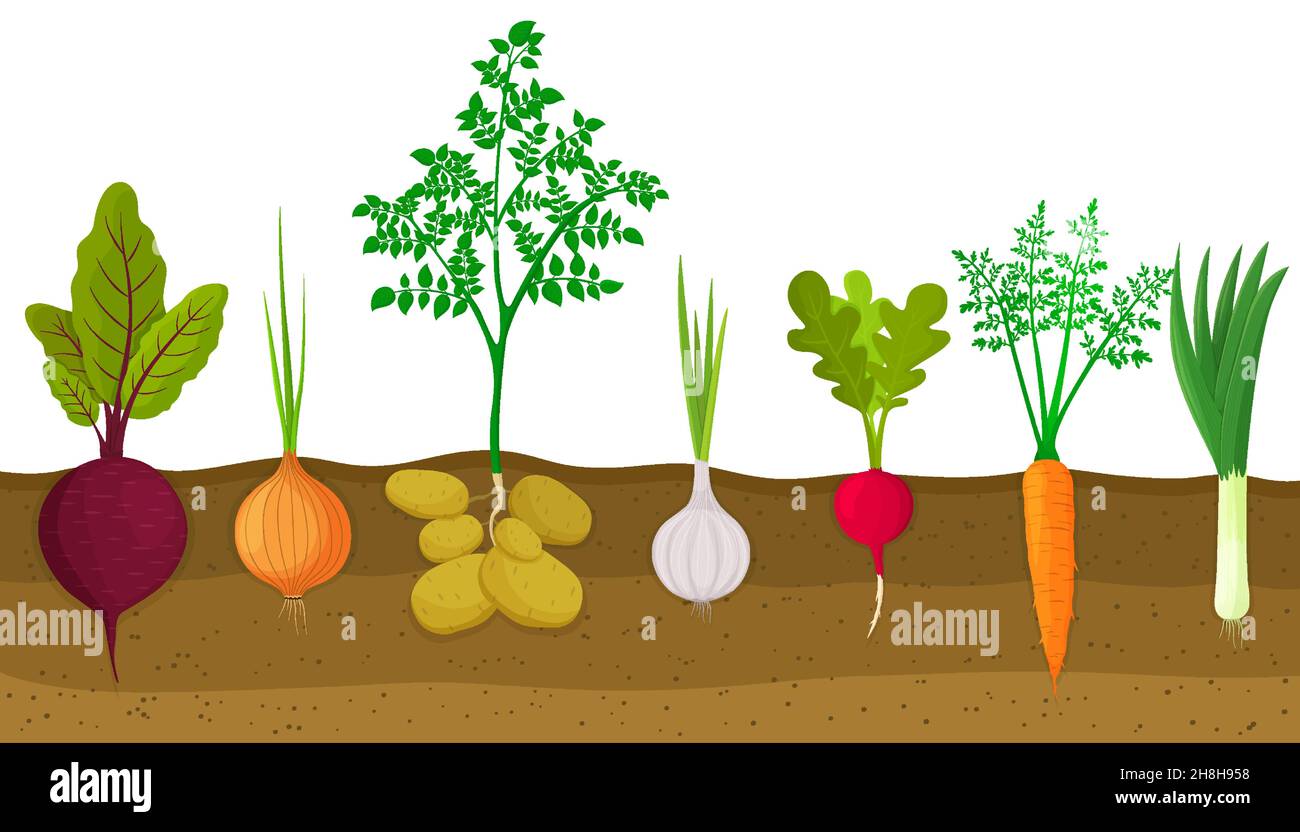 Potatoes plants Stock Vector Images - Alamy Potatoes plants Stock Vector Images - Alamy