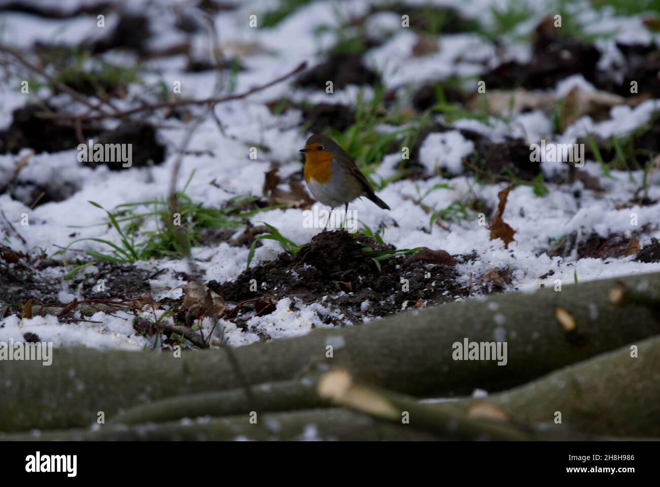 Closeup of a finch perched on the snow Stock Photo - Alamy