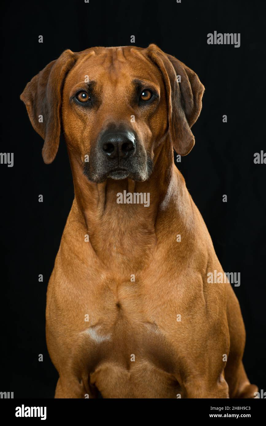 Rhodesian ridgeback dog on black background Stock Photo - Alamy