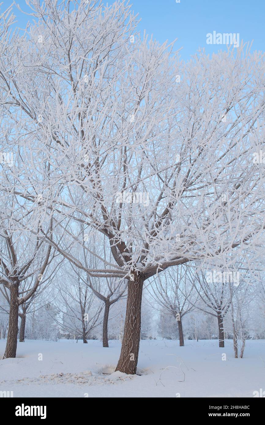 Trees in the hoarfrost in the winter forest Stock Photo - Alamy