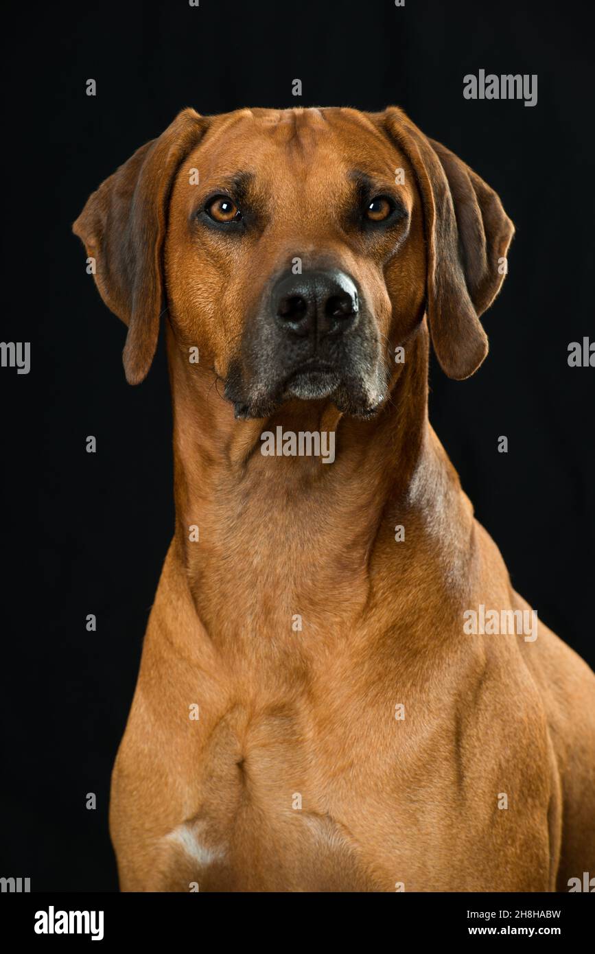 Rhodesian ridgeback dog on black background Stock Photo - Alamy