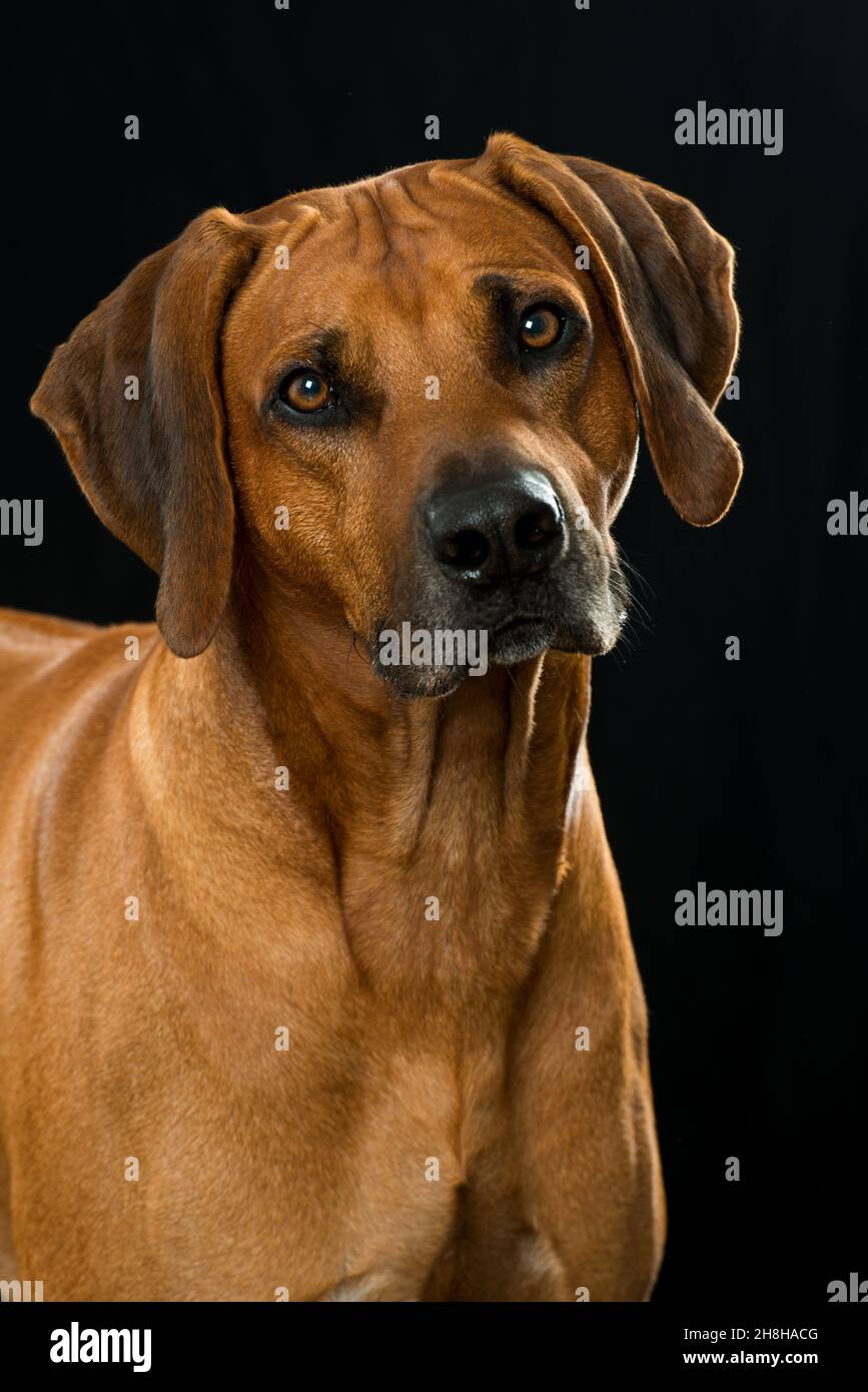 Rhodesian ridgeback dog on black background Stock Photo - Alamy