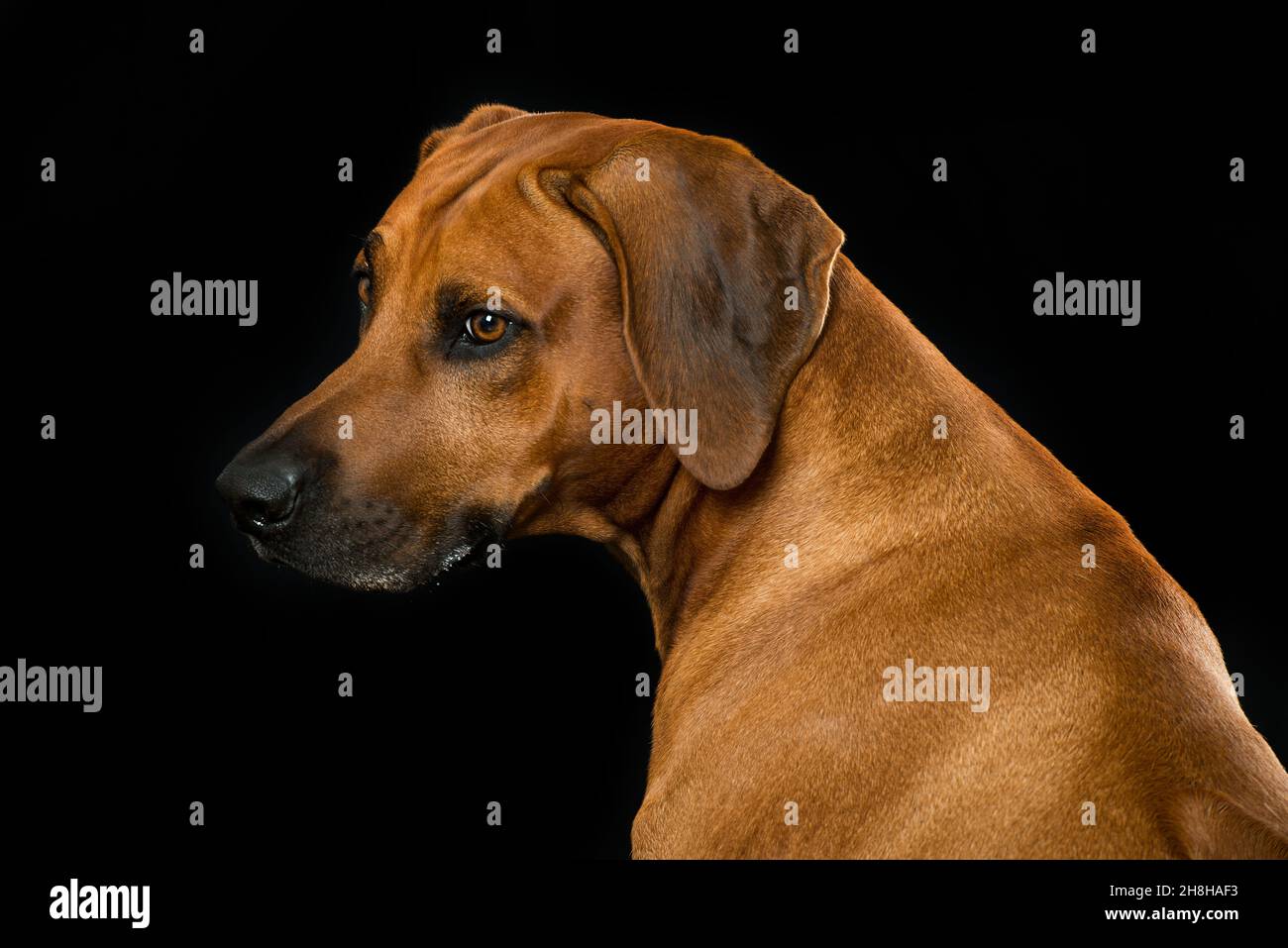 Black rhodesian ridgeback hi-res stock photography and images - Alamy