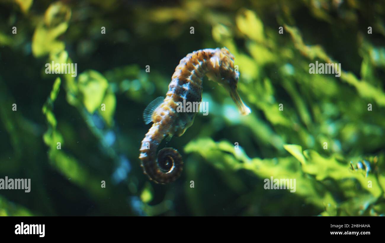 Seahorse underwater. Specimen of longsnout seahorse (Hippocampus reidi ...