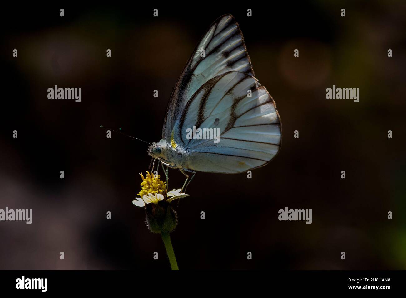 Beautiful butterfly sit in a flower and eating honey from the flower ...