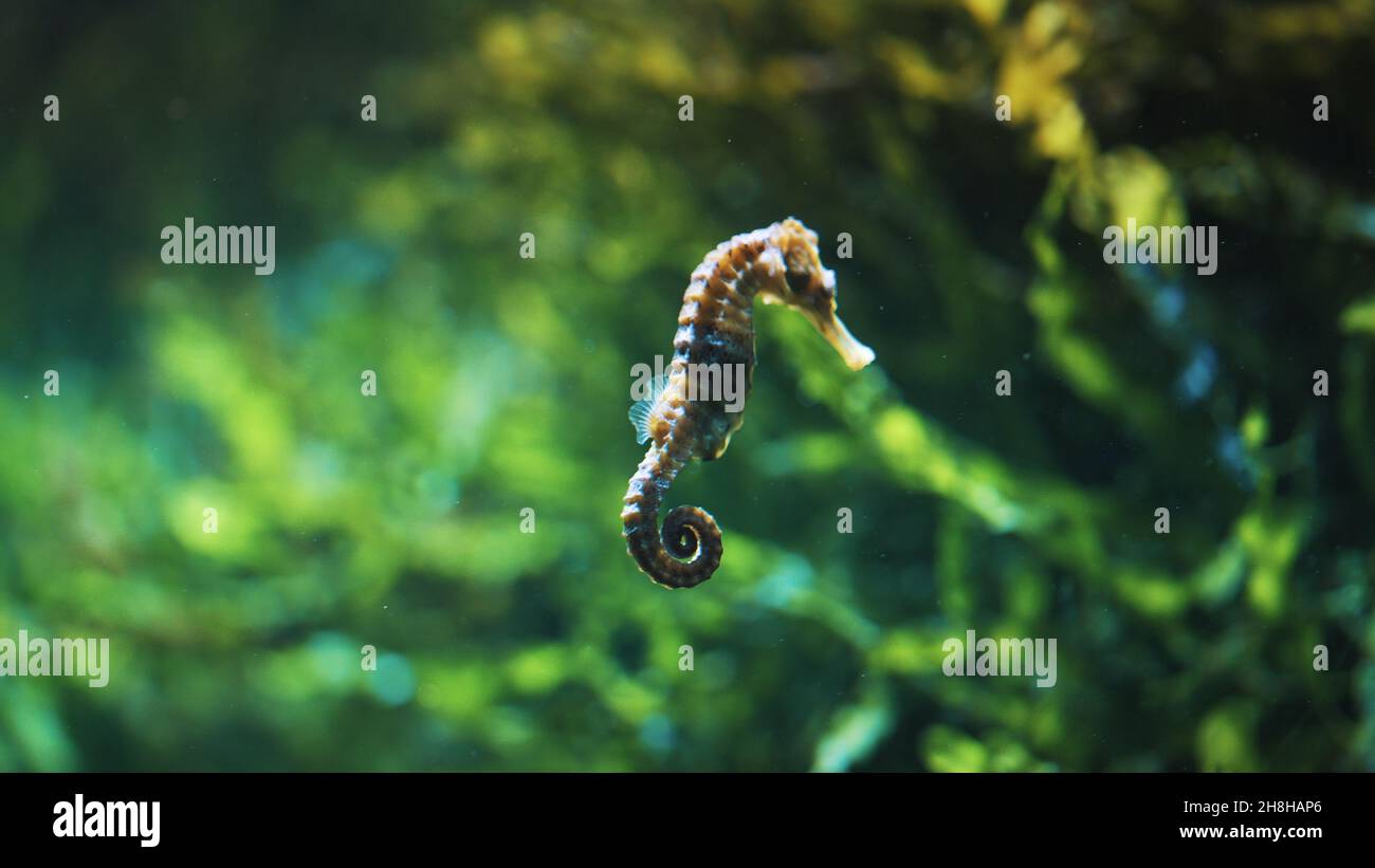 Seahorse underwater. Specimen of longsnout seahorse (Hippocampus reidi ...