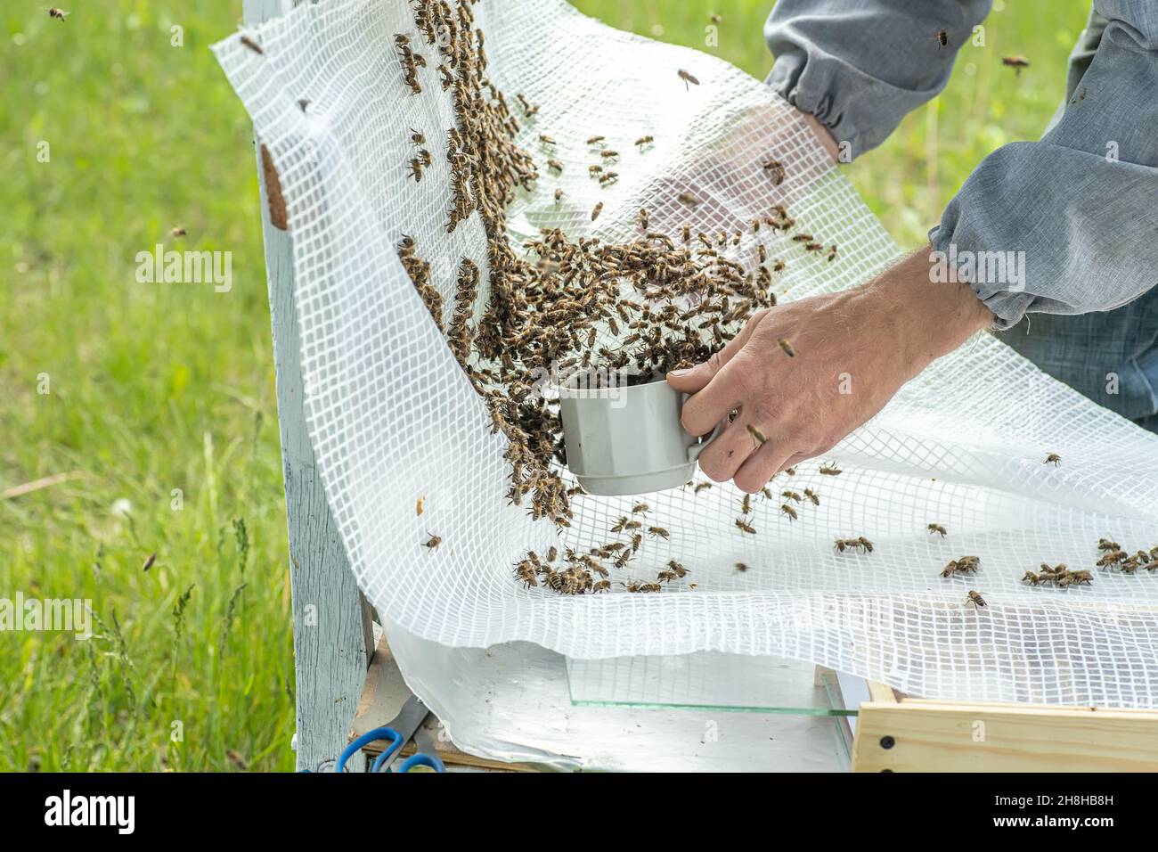 beekeeper recruits bees into a cup to transfer to nucleus. Breeding of ...