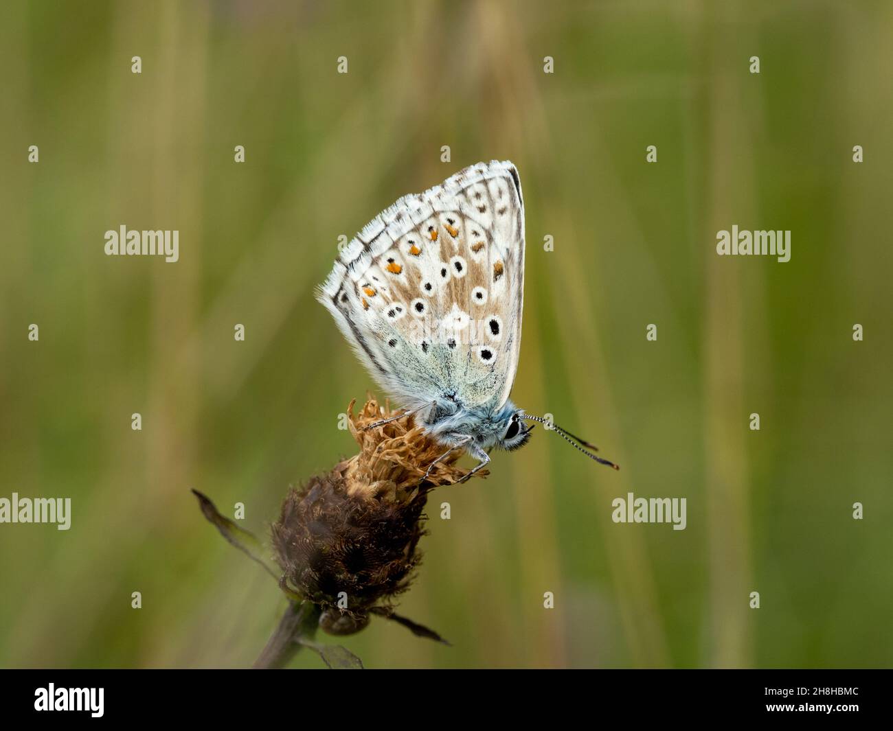 Chalkhill Blue Butterfly Resting Wings Closed Stock Photo - Alamy