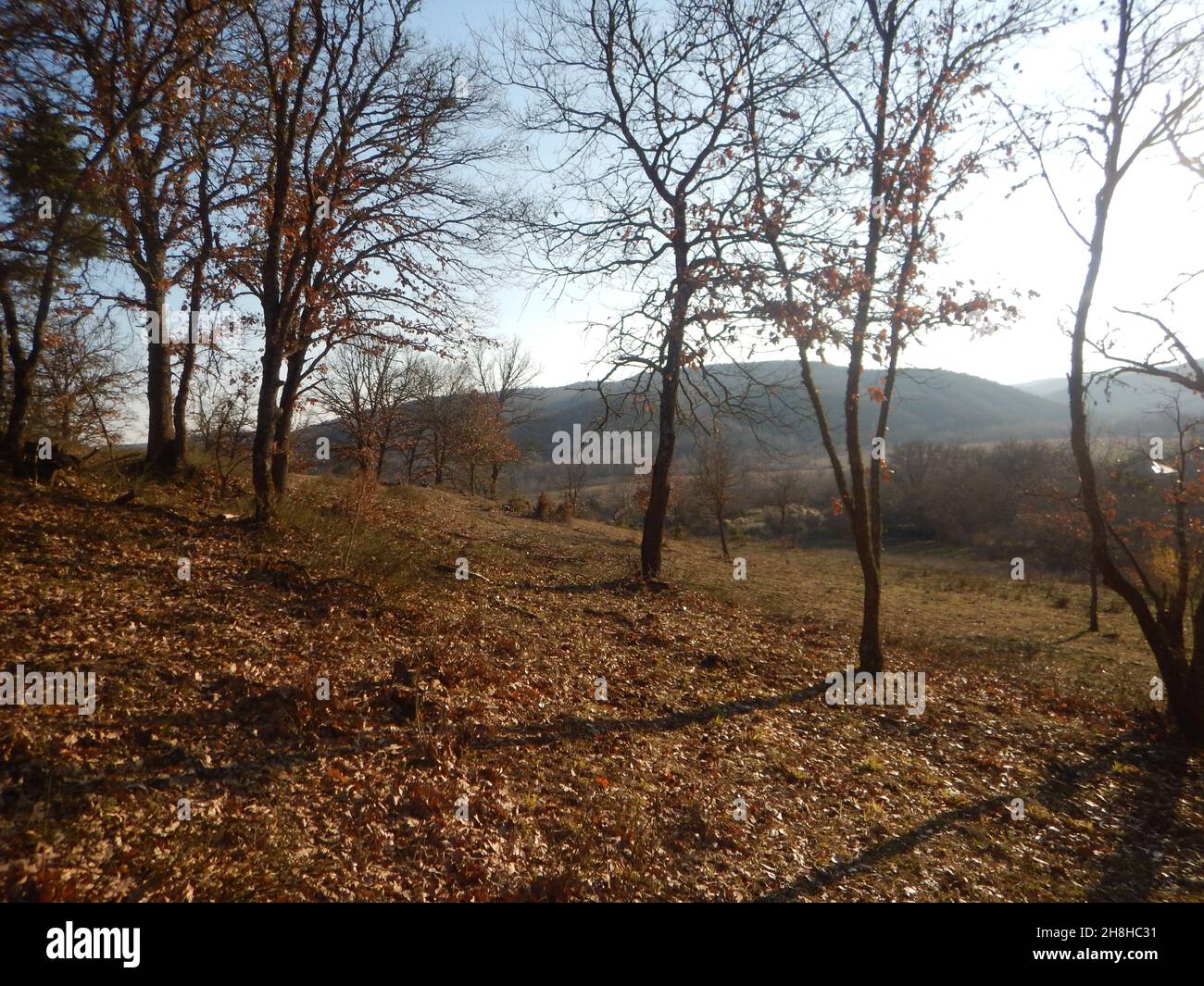 wild nature in the rhodope foothills of bulgaria with flowers and trees ...