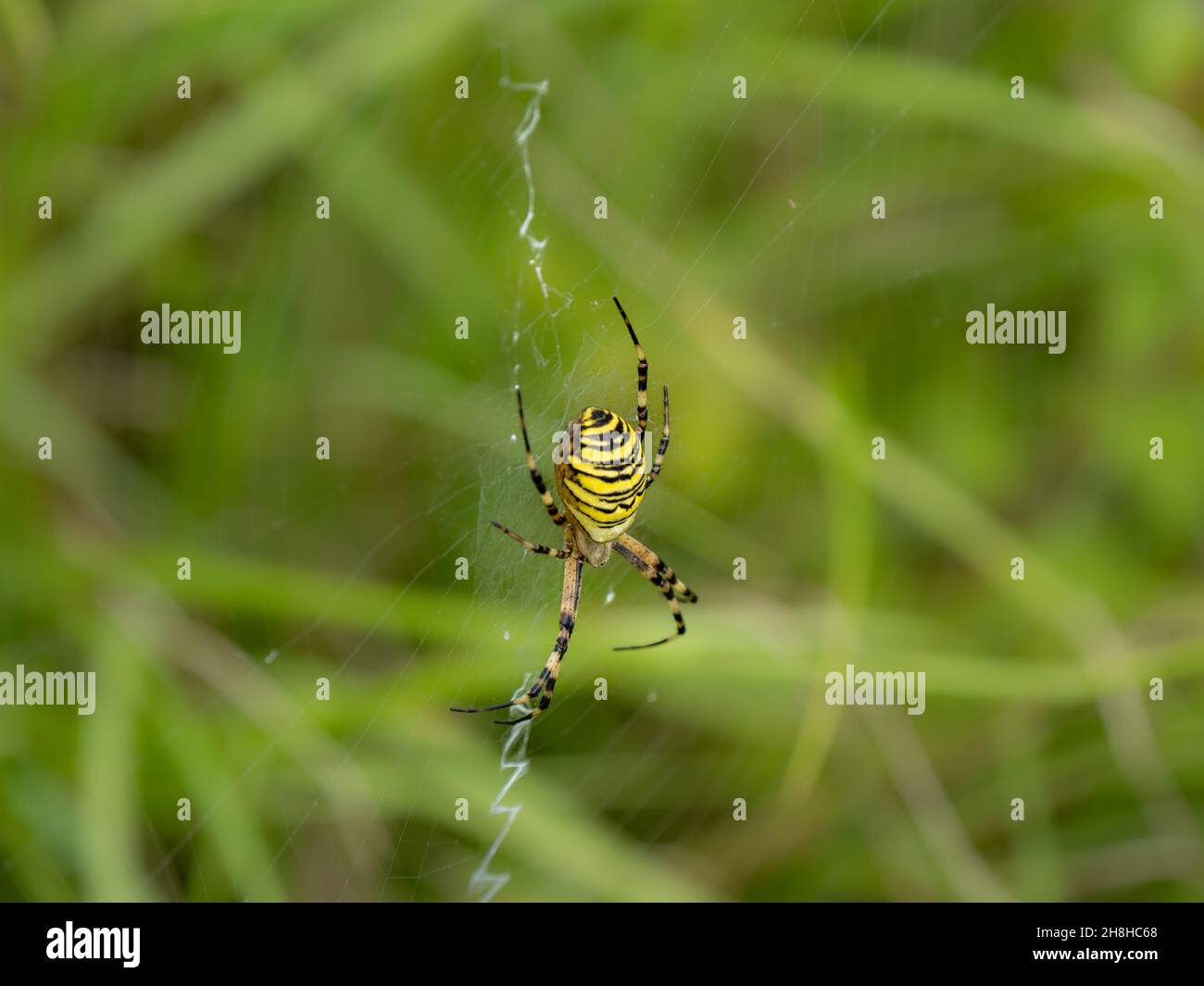 Female Wasp Spider on a Web Stock Photo - Alamy